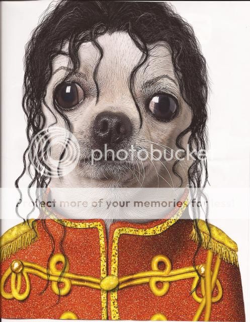 I just loveeeee chihuahua's - Page 2 - Michael Jackson Hoax Death