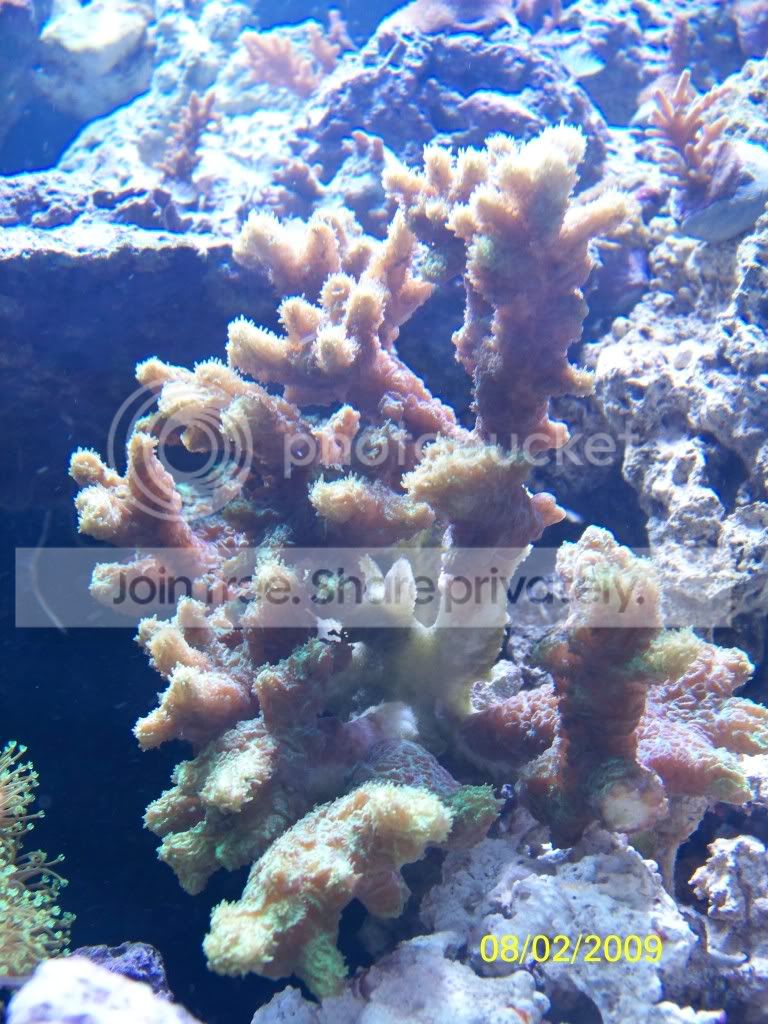 SPS Frags | Reef2Reef