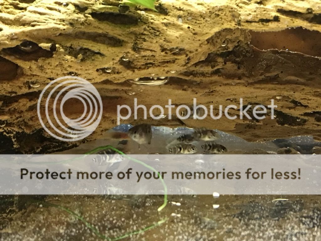 EBJD | Capital Cichlid Association