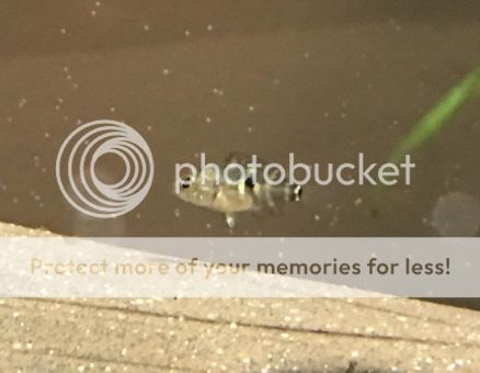 EBJD | Capital Cichlid Association