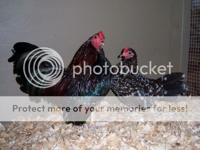 Show off your Old English Game Bantams!! | Page 3 | BackYard Chickens ...