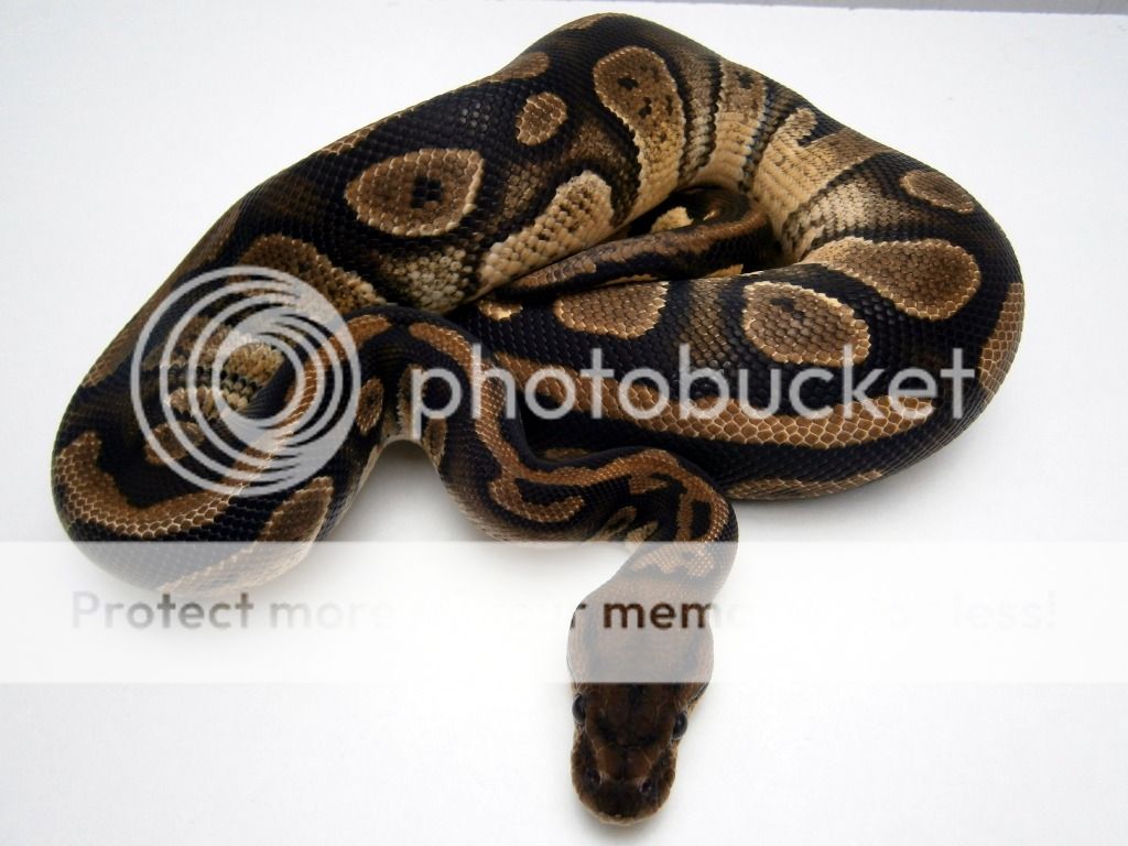 Dinker Pics | Reptile Forums